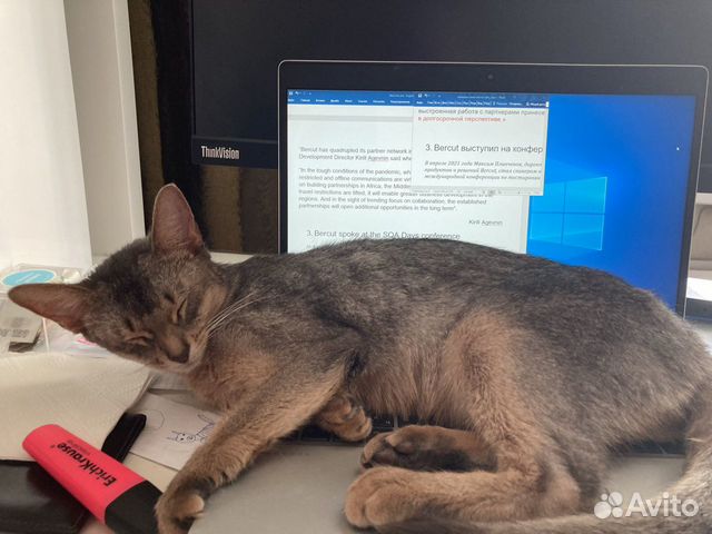 Молодая абиссинка ищет жениха