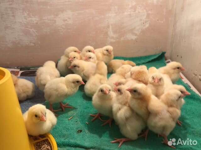 Цыплята суточные