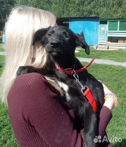 Либэ в добрые руки