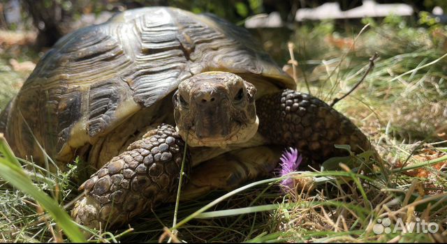 Черепаха сухопутная