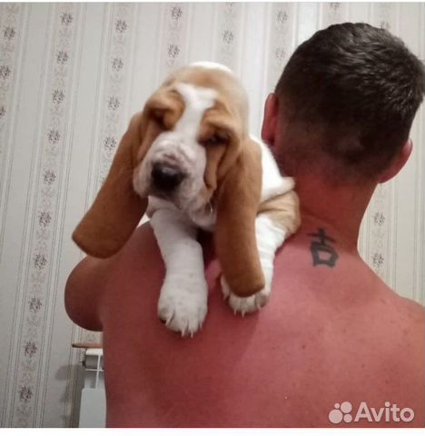 Щенки бассет хаунд