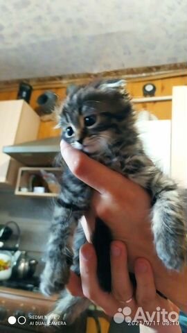 Маленькие вислоушки