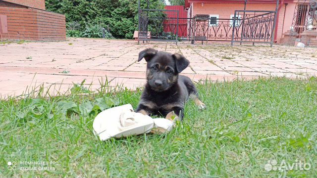 Щенки бесплатно