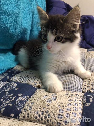 Сибирская метис (мальчик 1,5 мес)