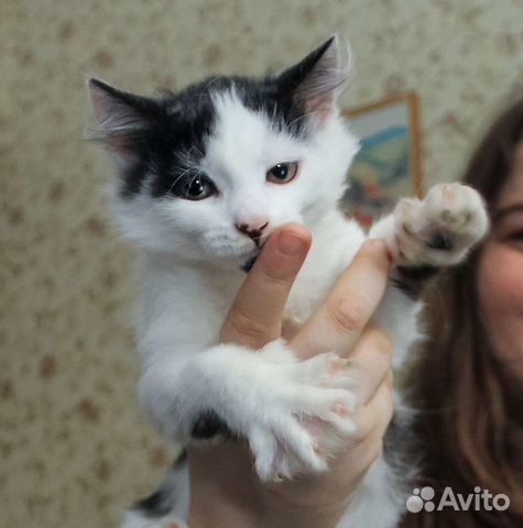 Котёнок Пуша