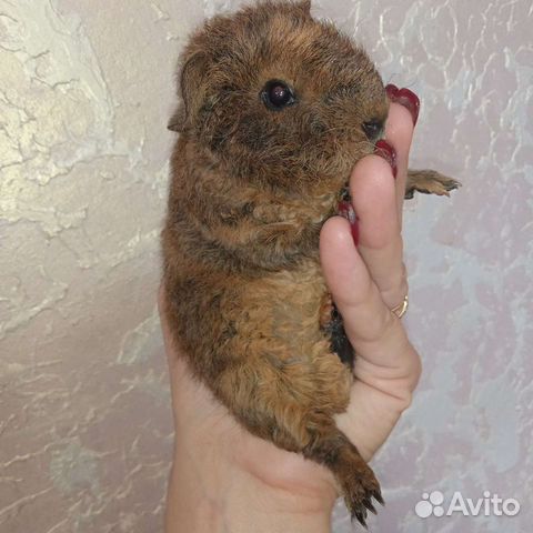 Морские свинки