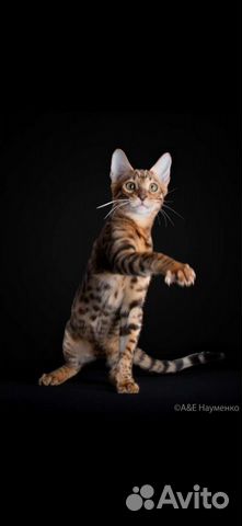 Бенгальские котята