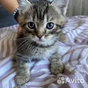 Курильский бобтейл