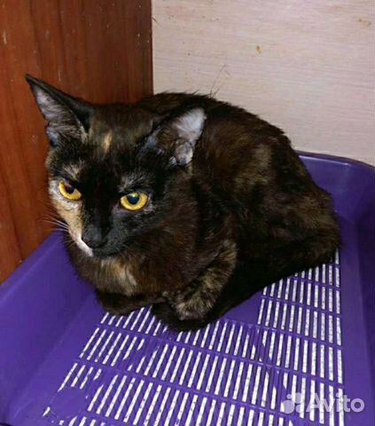 Кошечка черепаховый окрас ждёт свое счастье
