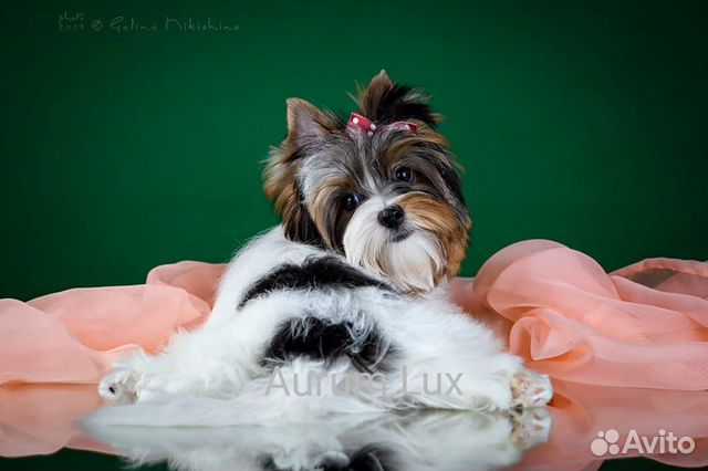 Бивер мальчик и девочка. Стандарт