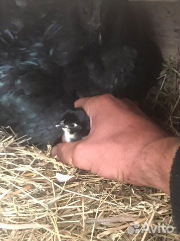Продаем куриц и цыплят китайская порода черная