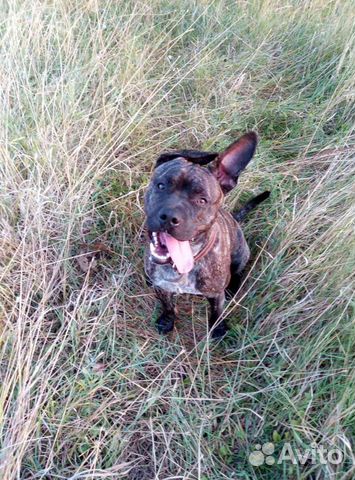 Стафтерьер отдают в хорошие руки 9 месяцев Рудик