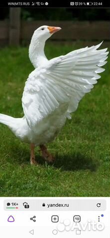 Продам гусей оптом в количестве 35 шт. Средний вес