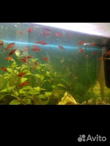 Красный меченосец