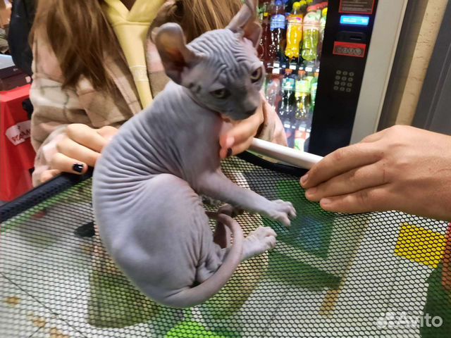 Канадский сфинкс эльф котенок 3,5 месяца