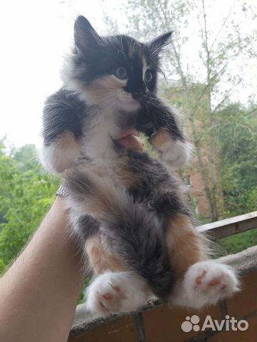 Котенок трехцветный 3 месяца