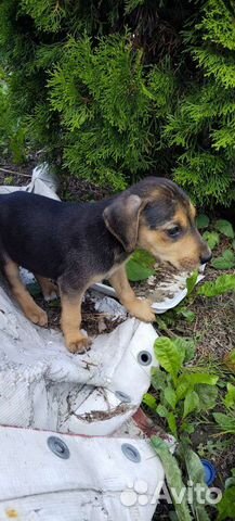 Щенки русской гончей собаки