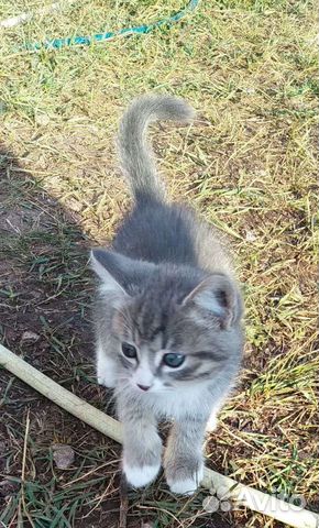 Ласковые пушистые маленькие котятки ждут своих хоз