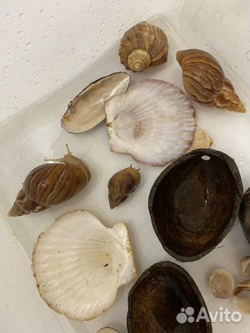 Улитки ахатины бесплатно
