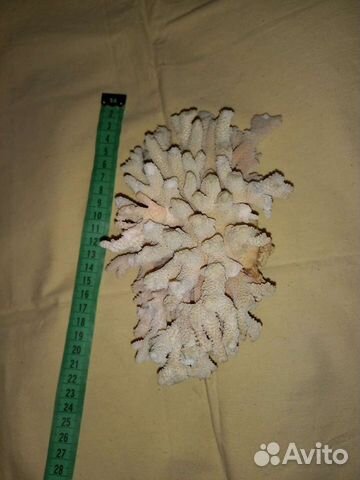 Натуральный коралл