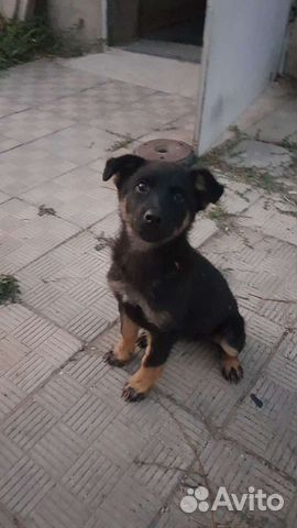 Щенок дворняжки