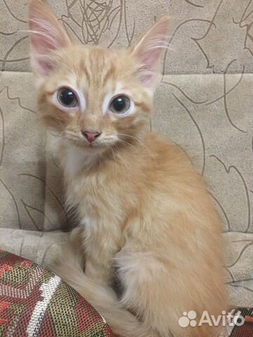 Котята