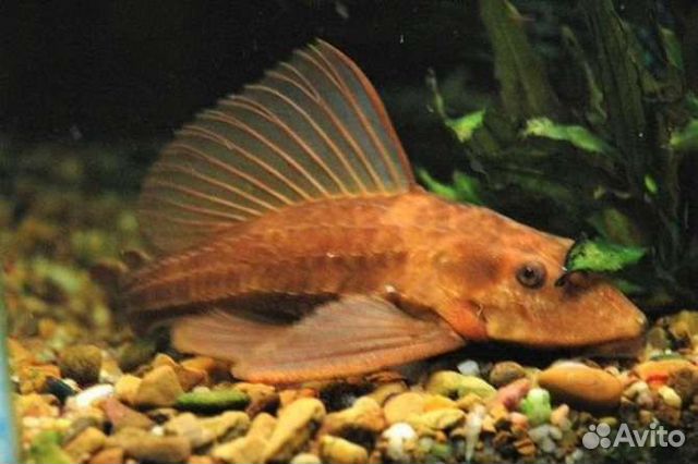 Сом плекостомус, подросток. 11 см. Продам или обме