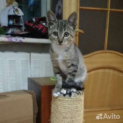 Котенок девочка Сима с доставкой
