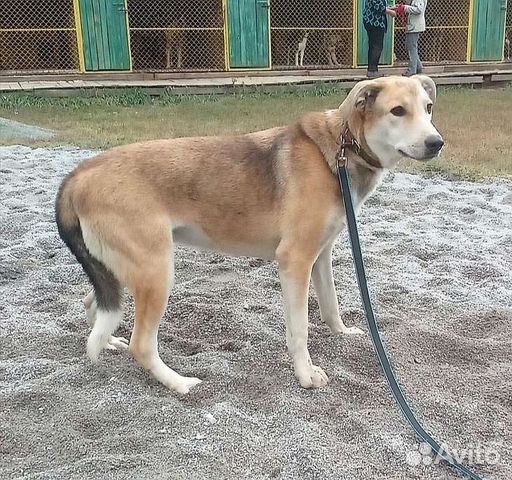 Бимо в добрые руки