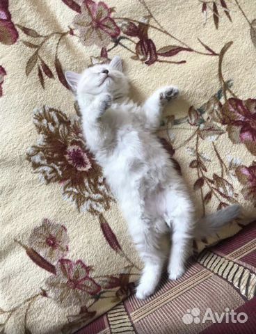 Невские маскарадные котята
