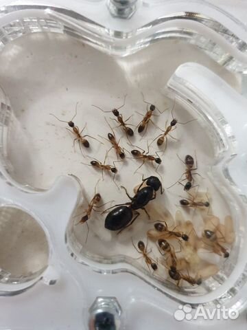 Продам Camponotus Fellah