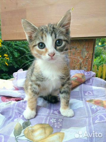 Котенок в дар