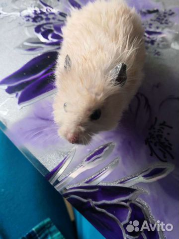 Сирийский хомяк с клеткой