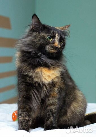 Кошка Чара 1,5-2 года