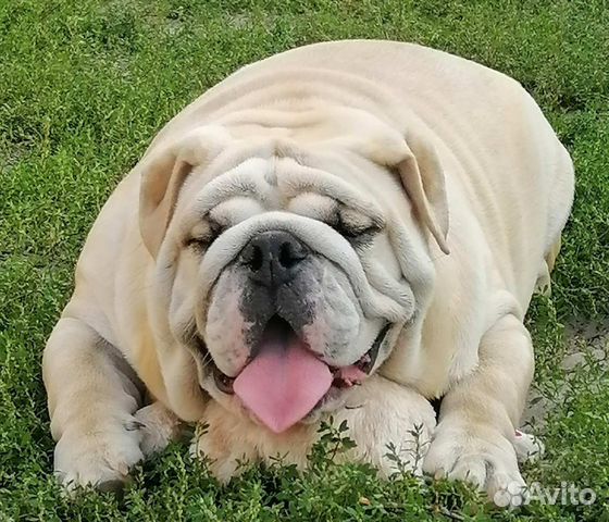 Английский бульдог