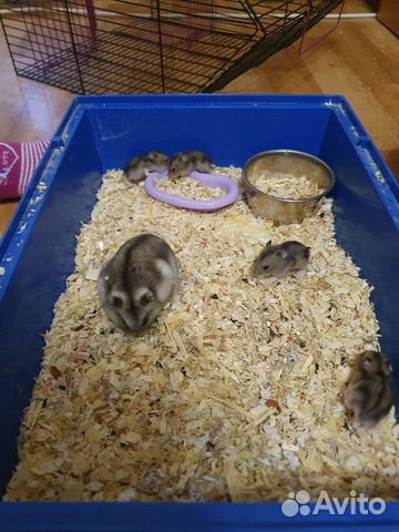 Джунгарский хомяк малыши