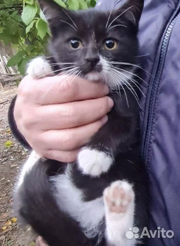 Котёнок