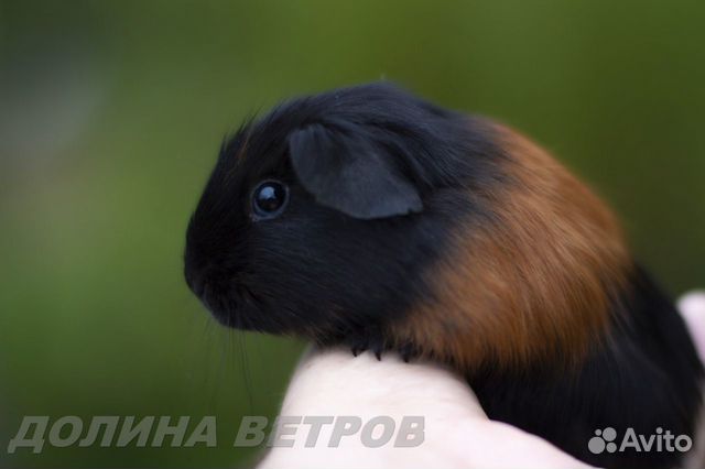 Девочка гладкошерстная морская свинка черепаховая
