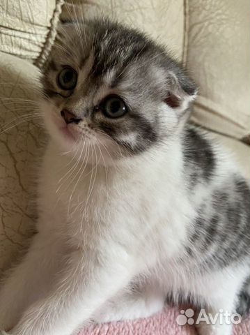 Британские котята