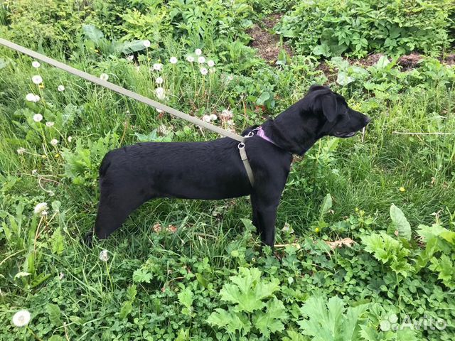 Собака в добрые руки, метис курцхаара