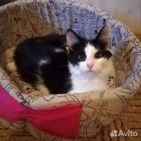 Котенок