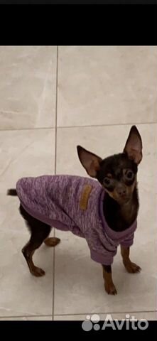 Маленькие собаки