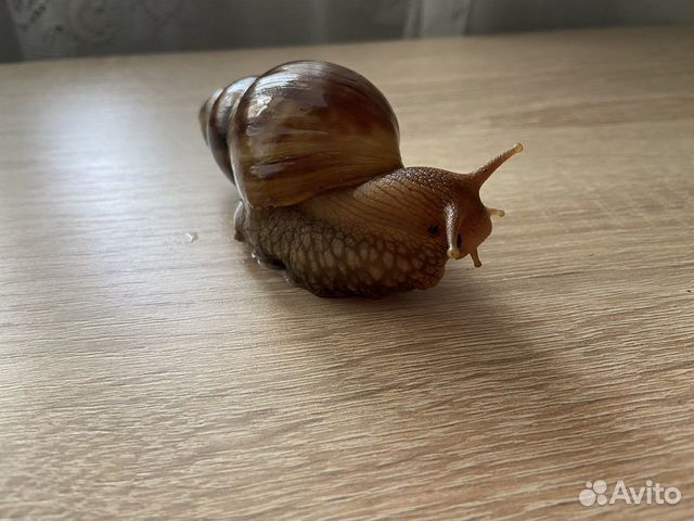 Улитки ахатины бесплатно