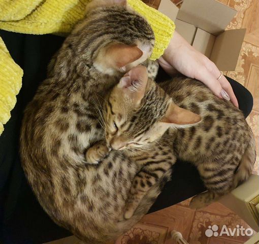 Бенгальские котята москва