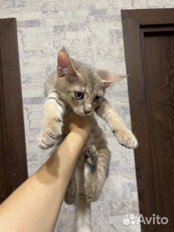Котята чаузи