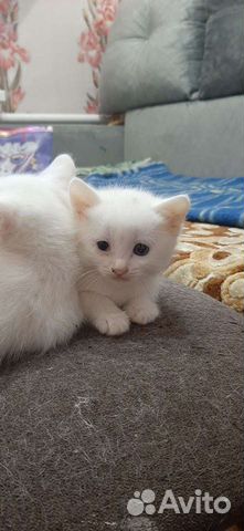 Турецкая ангора