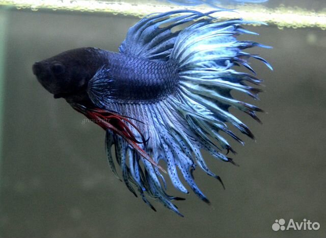 Петушки коронохвостый