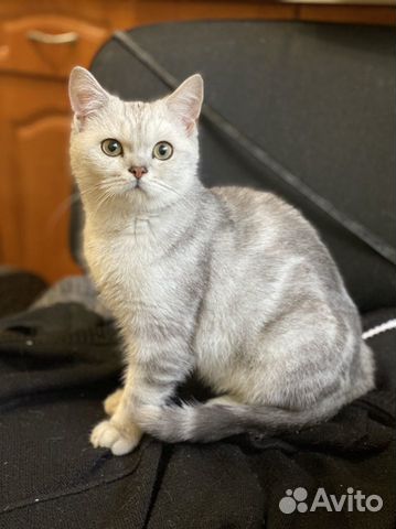 Котенок Шатладцы с Родословной