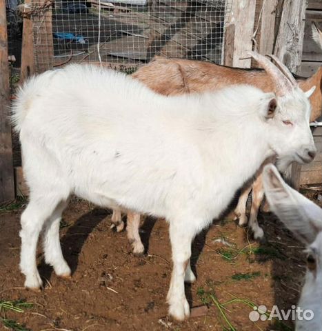Козел на племя