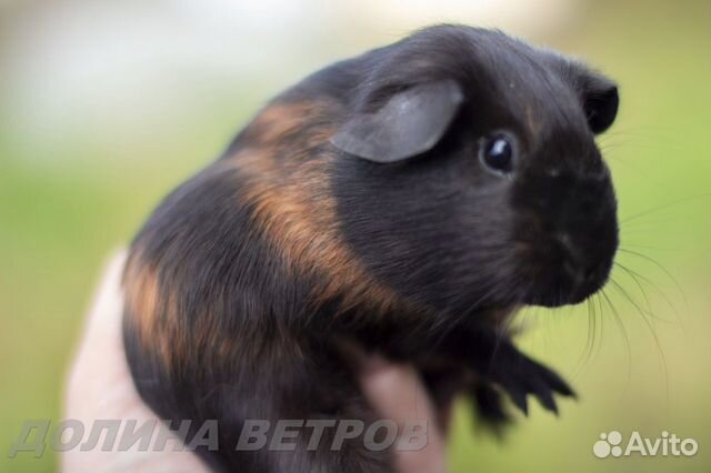 Морская свинка девочка черепаховая гладкошерстная